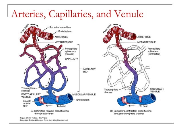 Blood Vessels, structure of arteries , veins and capillaries | PPT