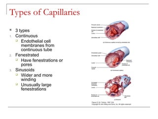 Blood Vessels, structure of arteries , veins and capillaries | PPT