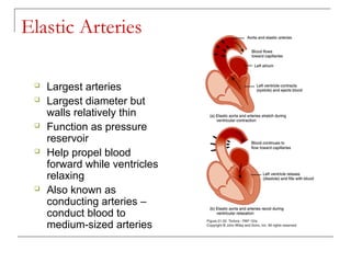 Blood Vessels, structure of arteries , veins and capillaries | PPT
