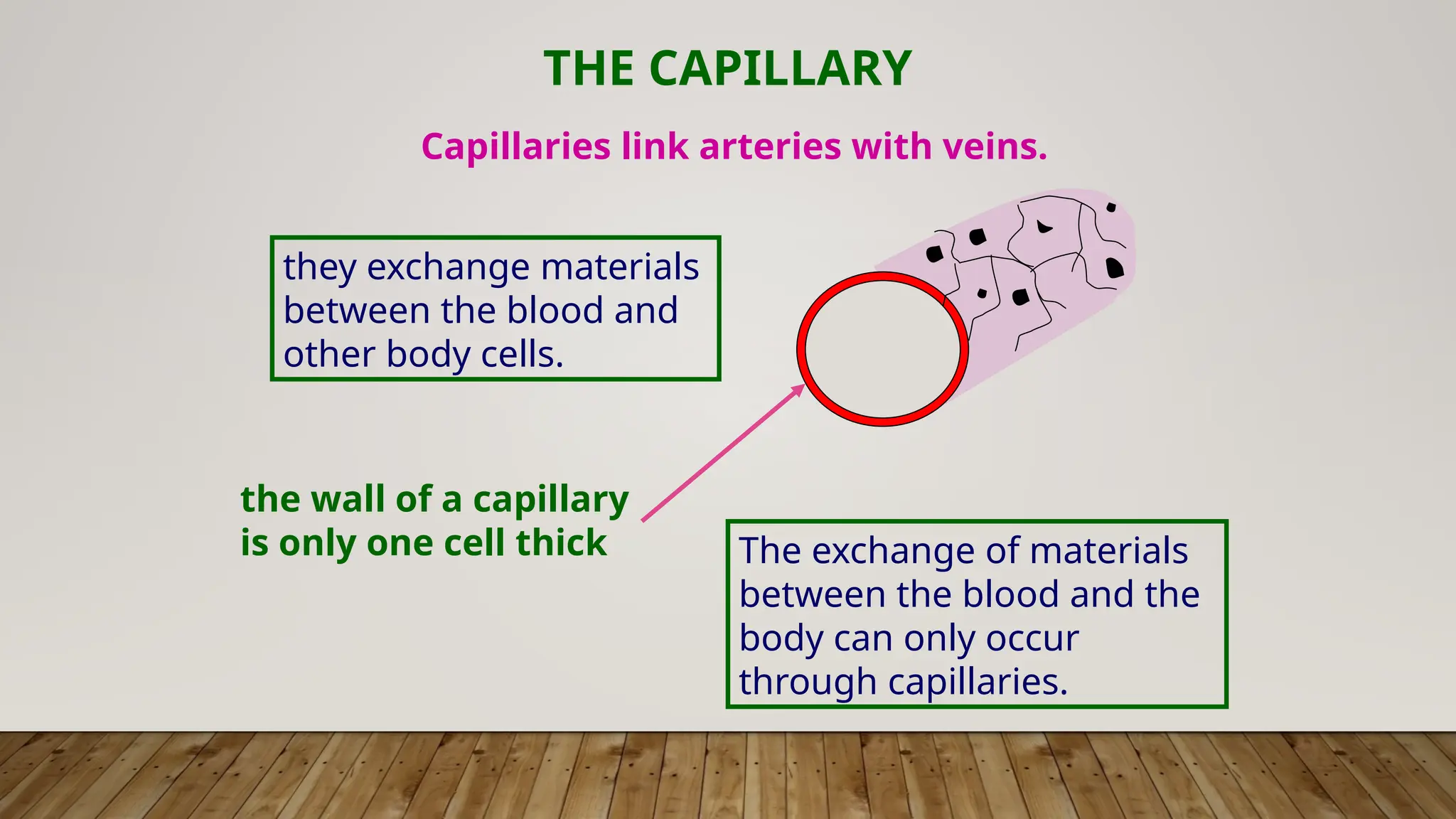 BLOOD VESSELS :: Artery, Vein, Cappilary | PPT