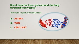 BLOOD VESSELS :: Artery, Vein, Cappilary | PPT