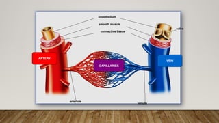 BLOOD VESSELS :: Artery, Vein, Cappilary | PPT