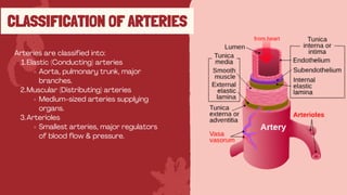 Blood Vessels histology by Dr.Rumaisa PT | PDF