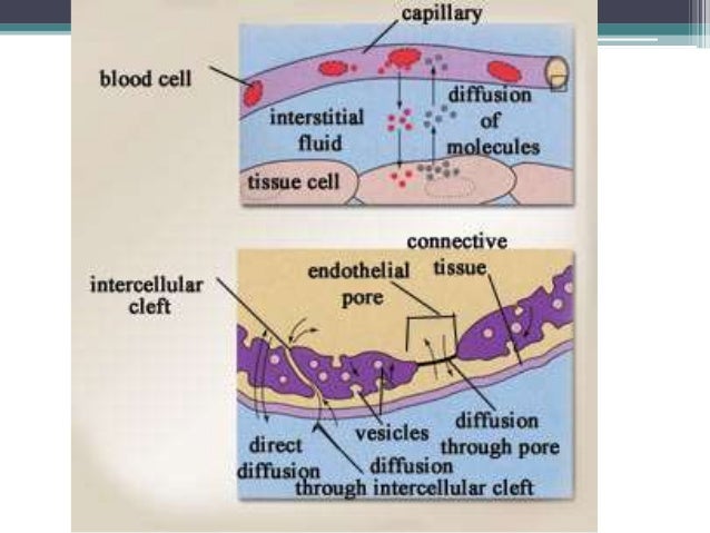 Blood vessels physiology
