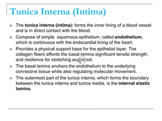 Blood Vessels (1).ppt