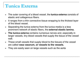 Blood Vessels (1).ppt