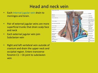 Vascular structure head and neck Almas khan , Khorfakkhan hospital | PPTX