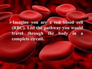 Blood vessels and circulation | PDF