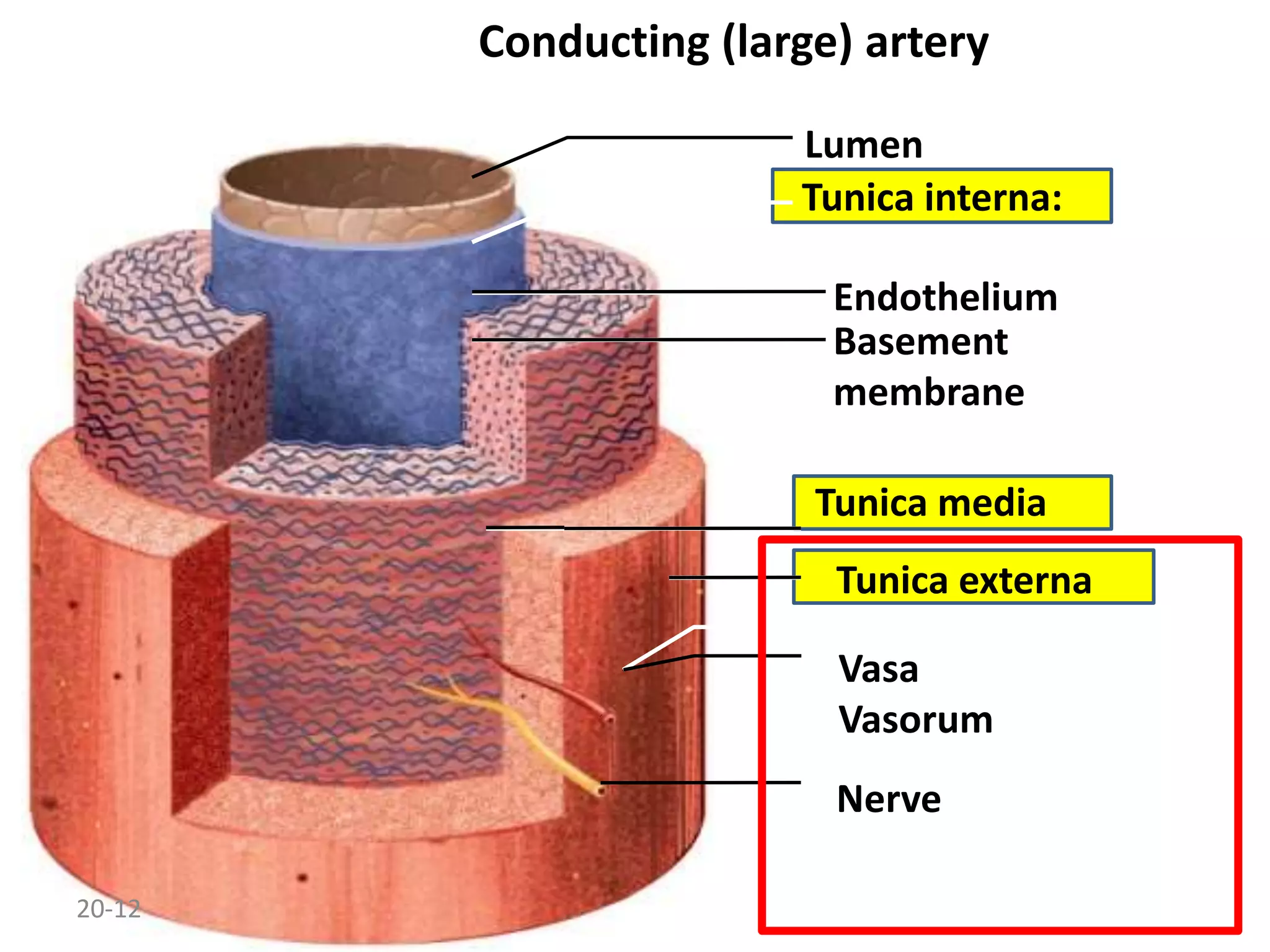 Blood vessels and circulatory system | PPTX