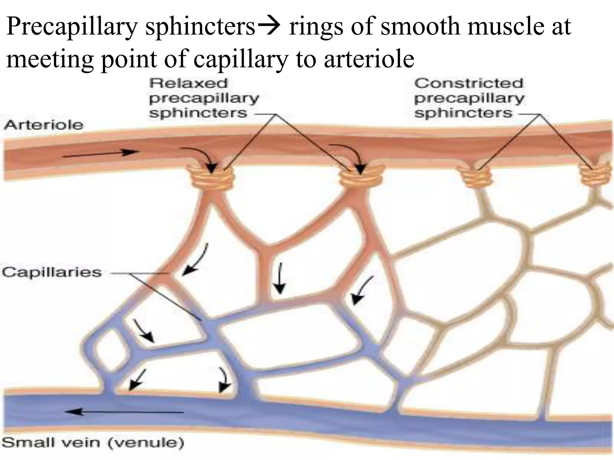 Blood vessels and circulatory system | PPTX