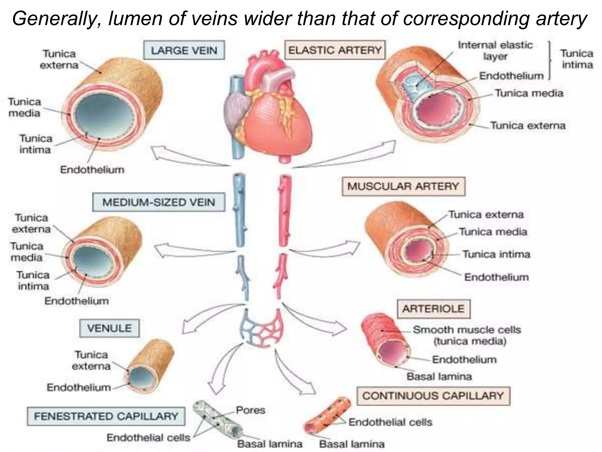 Blood vessels and circulatory system | PPTX