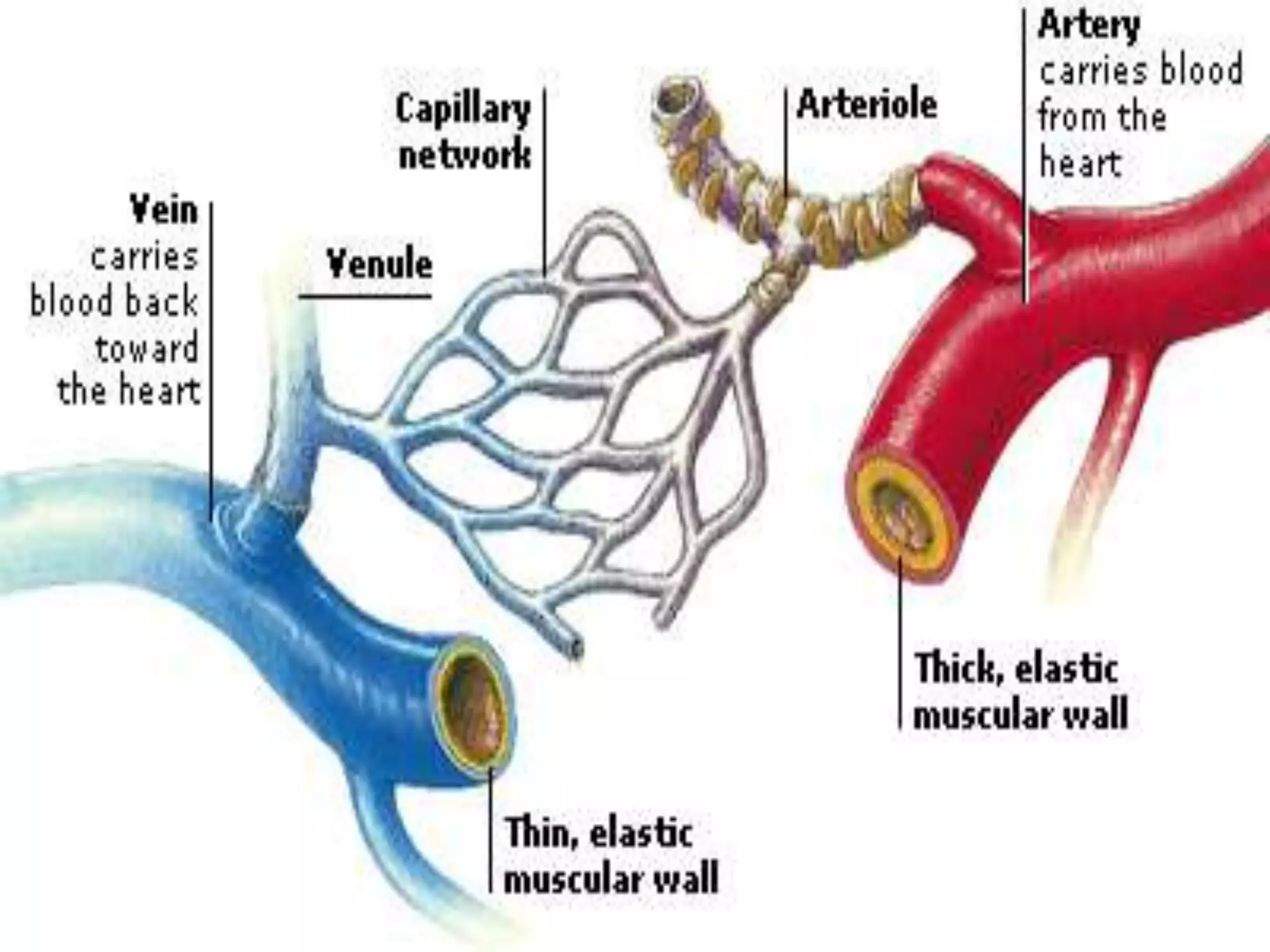 Blood vessels and circulatory system | PPTX