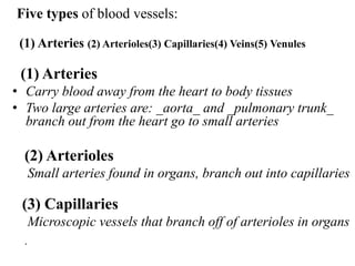 Five Types Of Blood Vessels