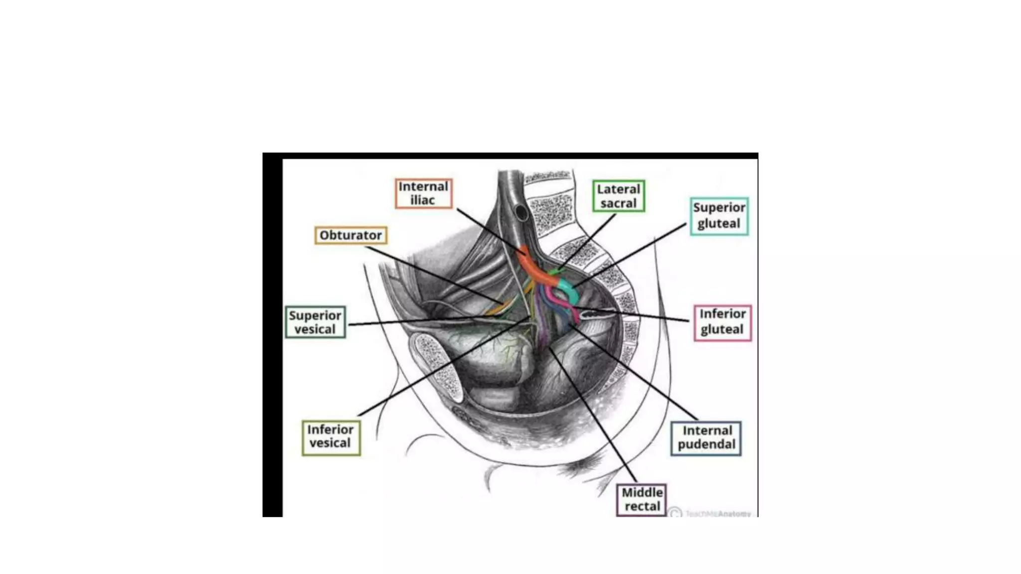 Blood vessels and lymphatic drainage of pelvis | PPTX