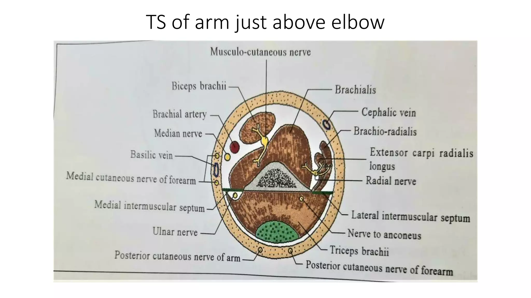 Blood vessels and nerves of arm.pptx