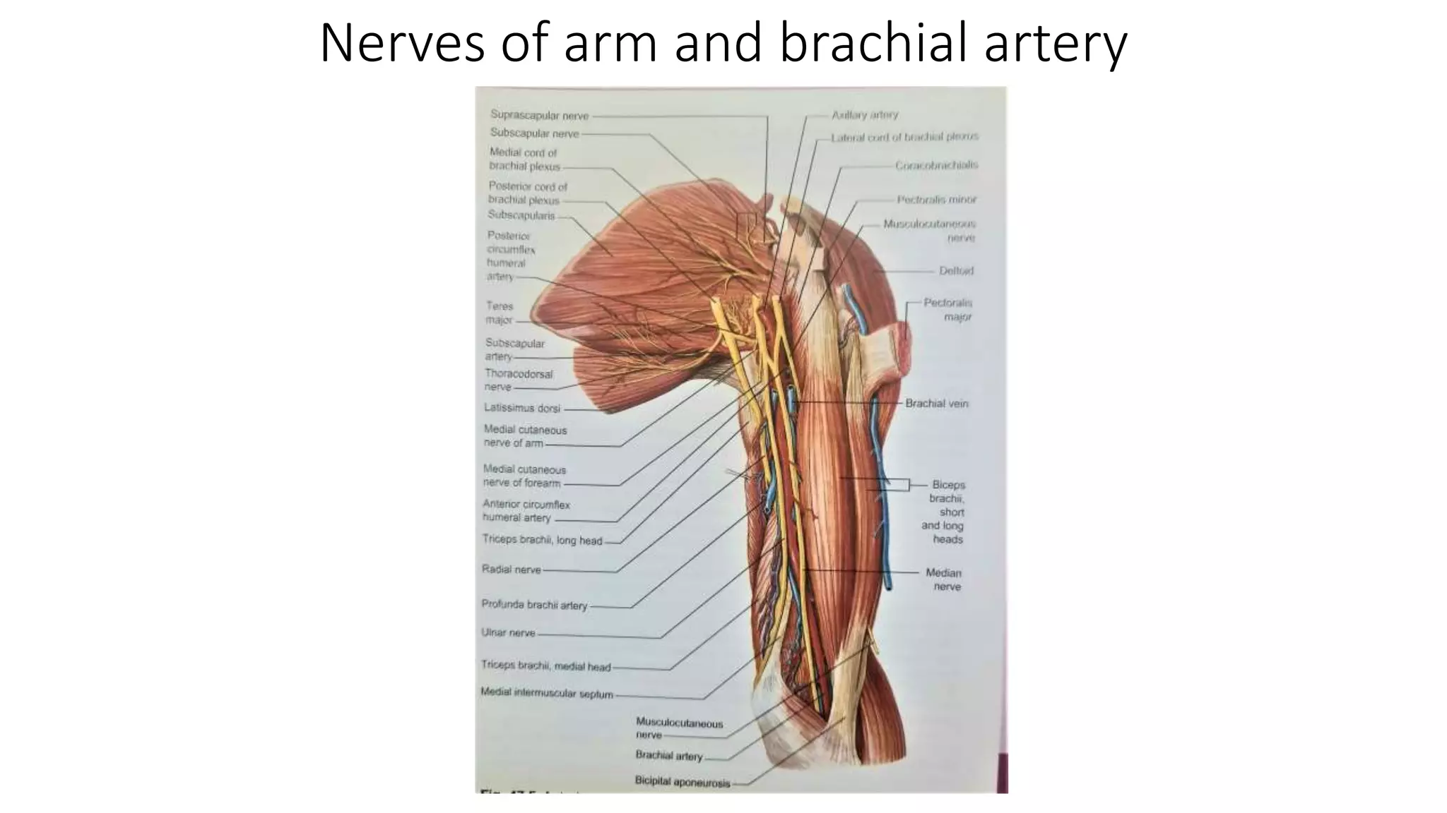 Blood vessels and nerves of arm.pptx