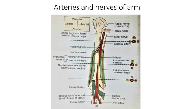 Blood vessels and nerves of arm.pptx