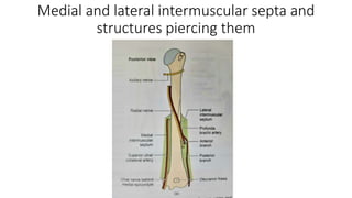 Blood vessels and nerves of arm.pptx