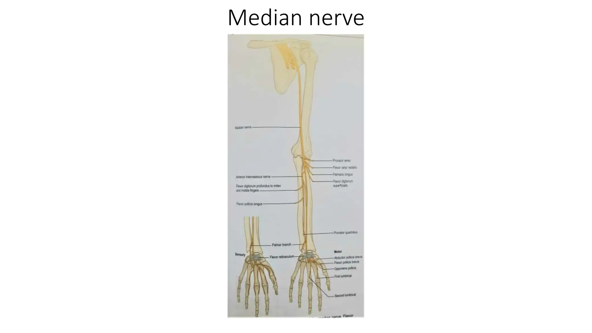 Important Blood vessels and nerves of arm.pptx