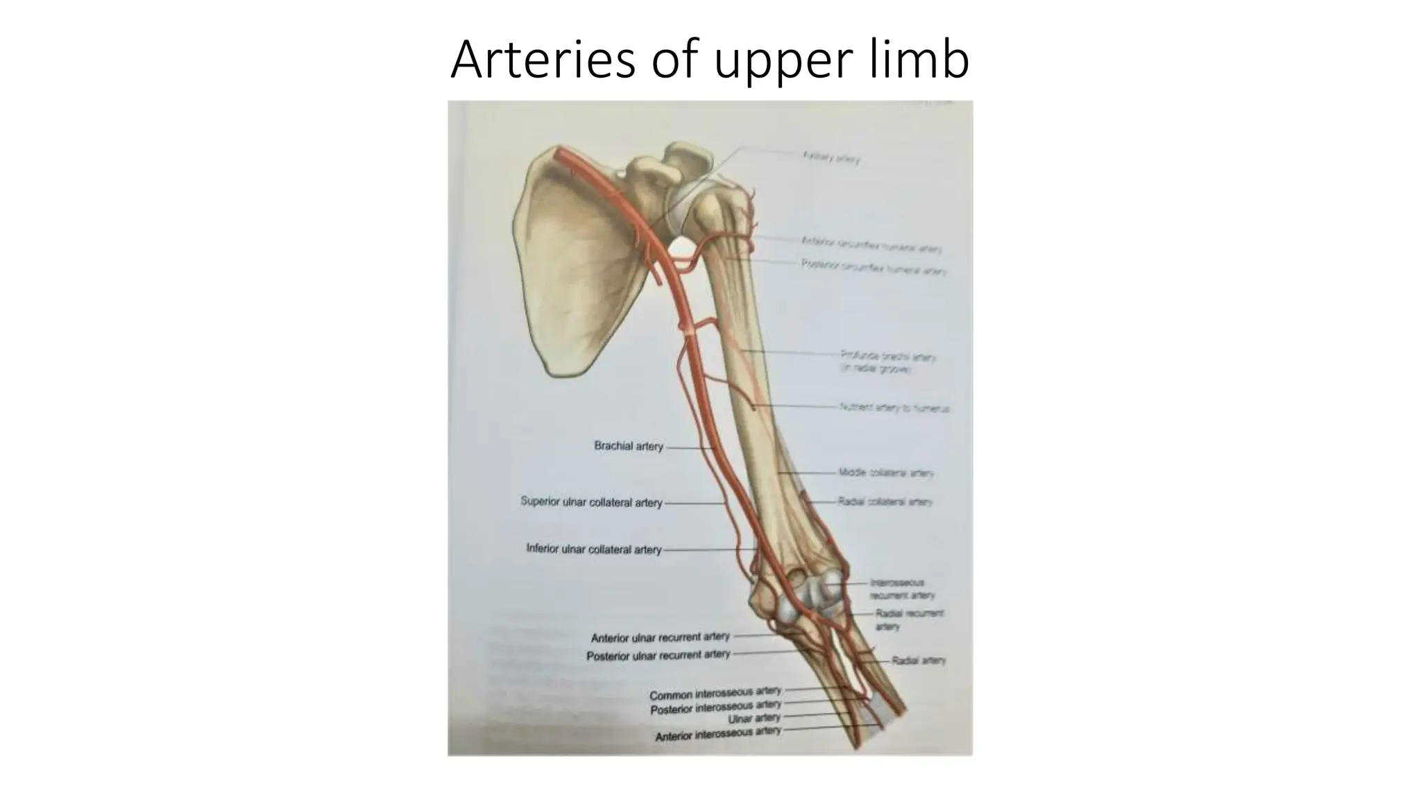 Important Blood vessels and nerves of arm.pptx