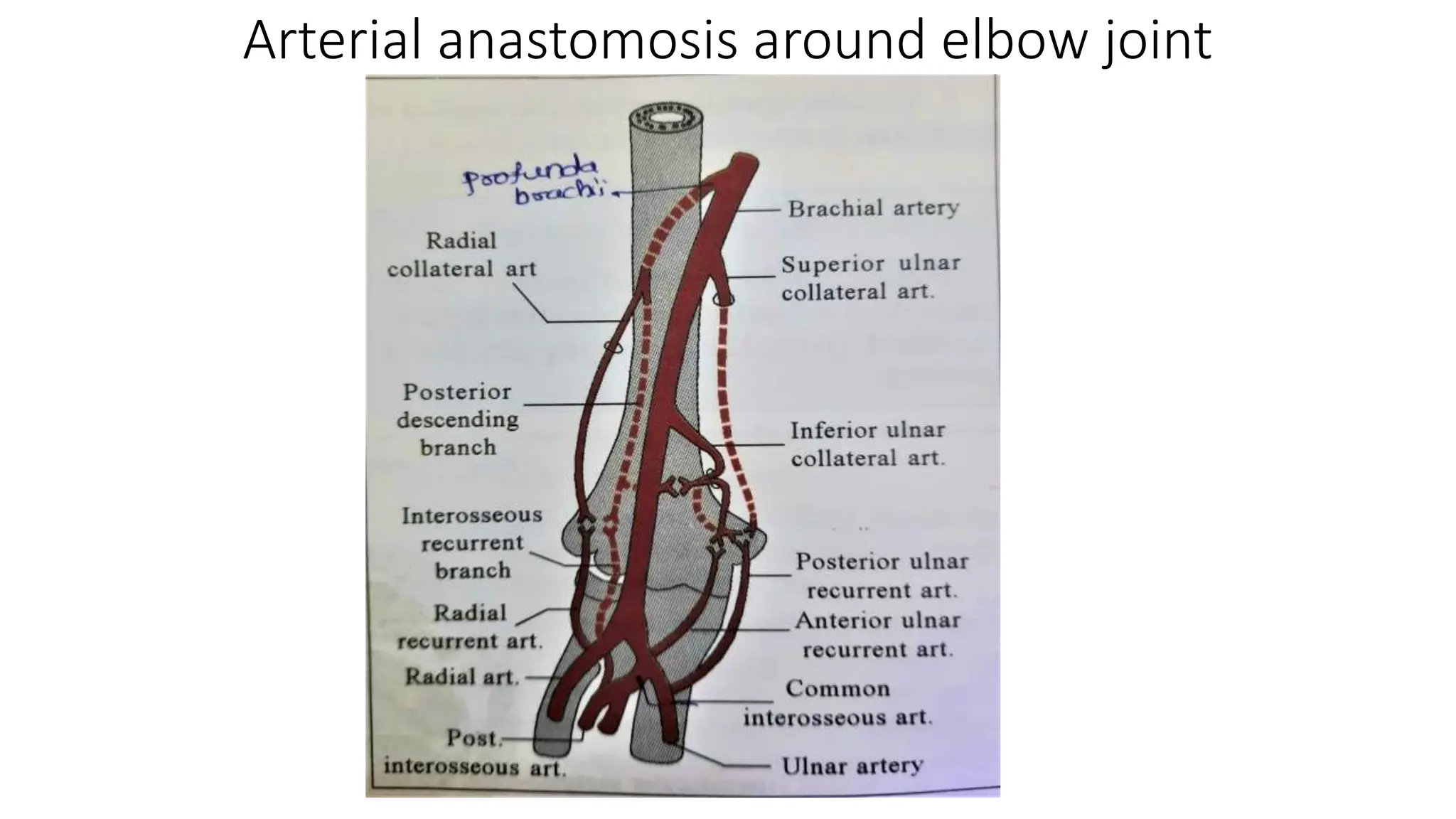 Important Blood vessels and nerves of arm.pptx