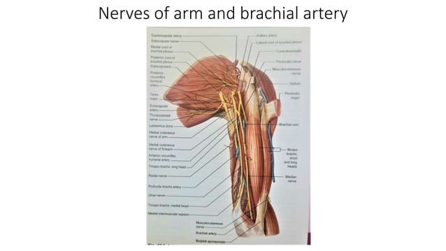 Important Blood vessels and nerves of arm.pptx