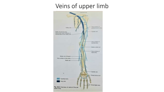 Important Blood vessels and nerves of arm.pptx