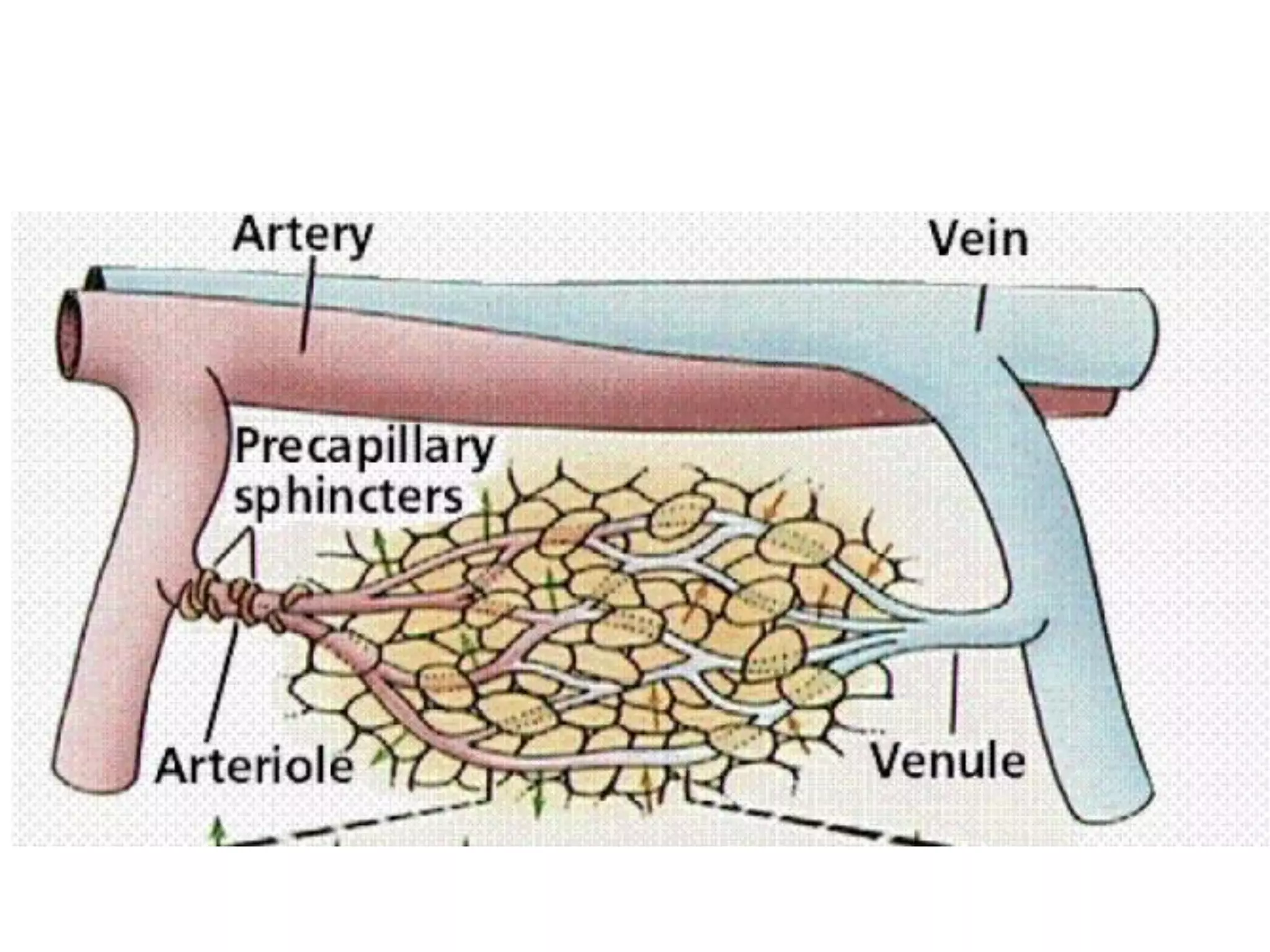 BLOOD VESSELS ( artery- large &medium size.pdf