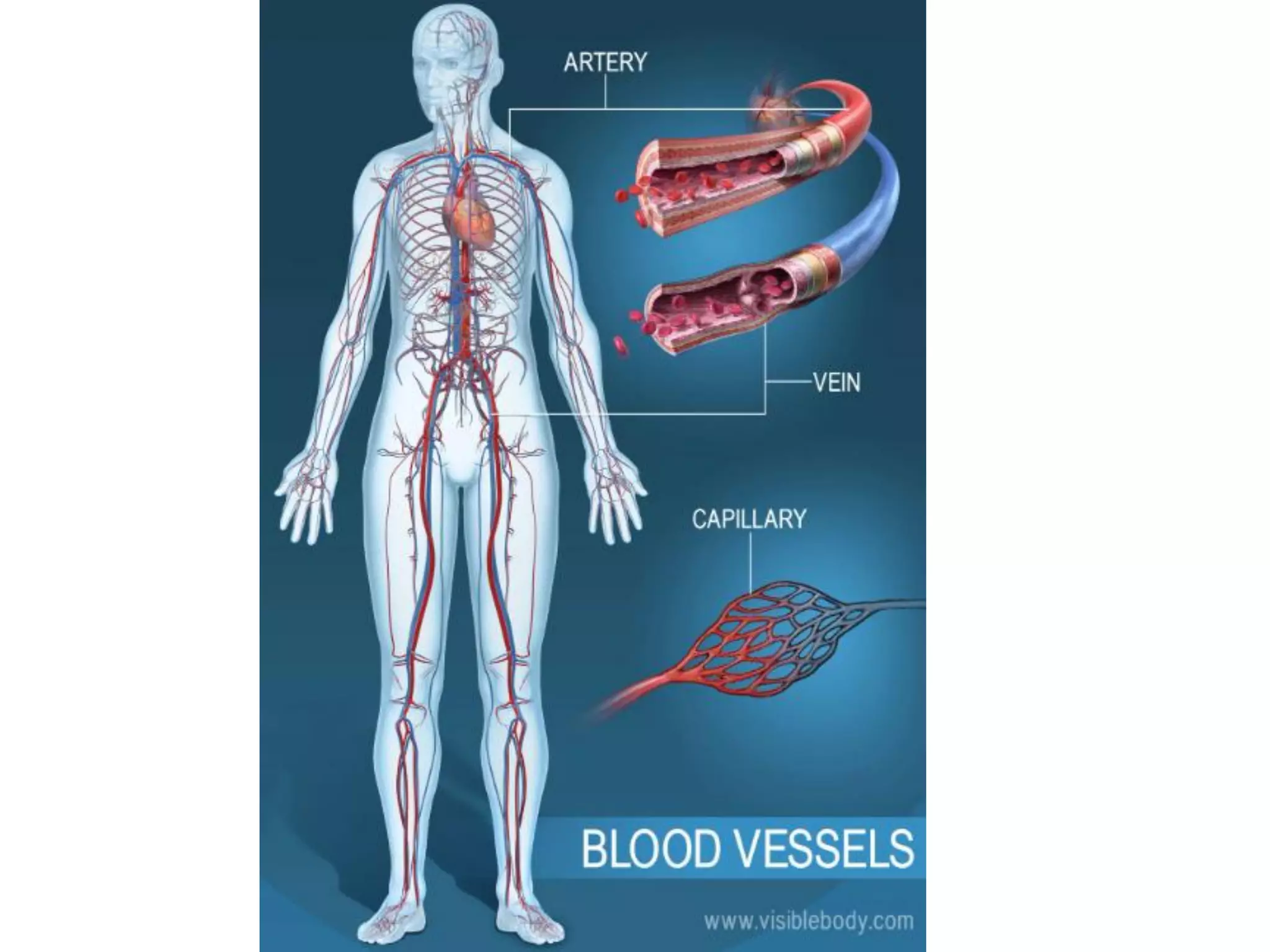 BLOOD VESSELS ( artery- large &medium size.pdf