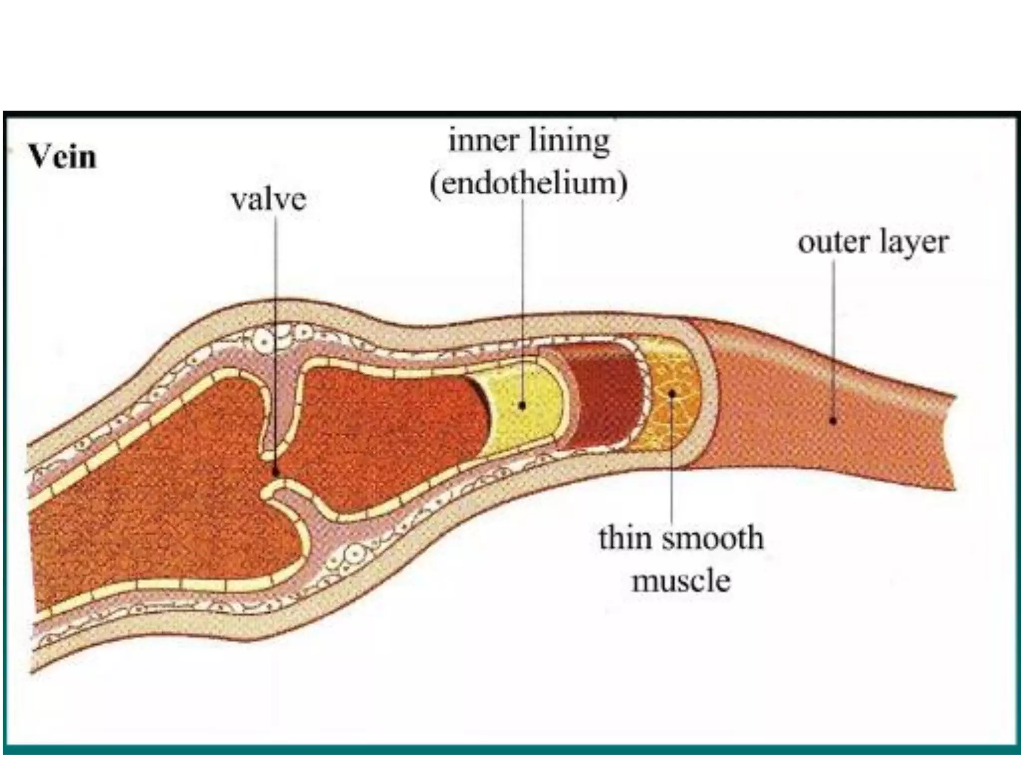 BLOOD VESSELS ( artery- large &medium size.pdf