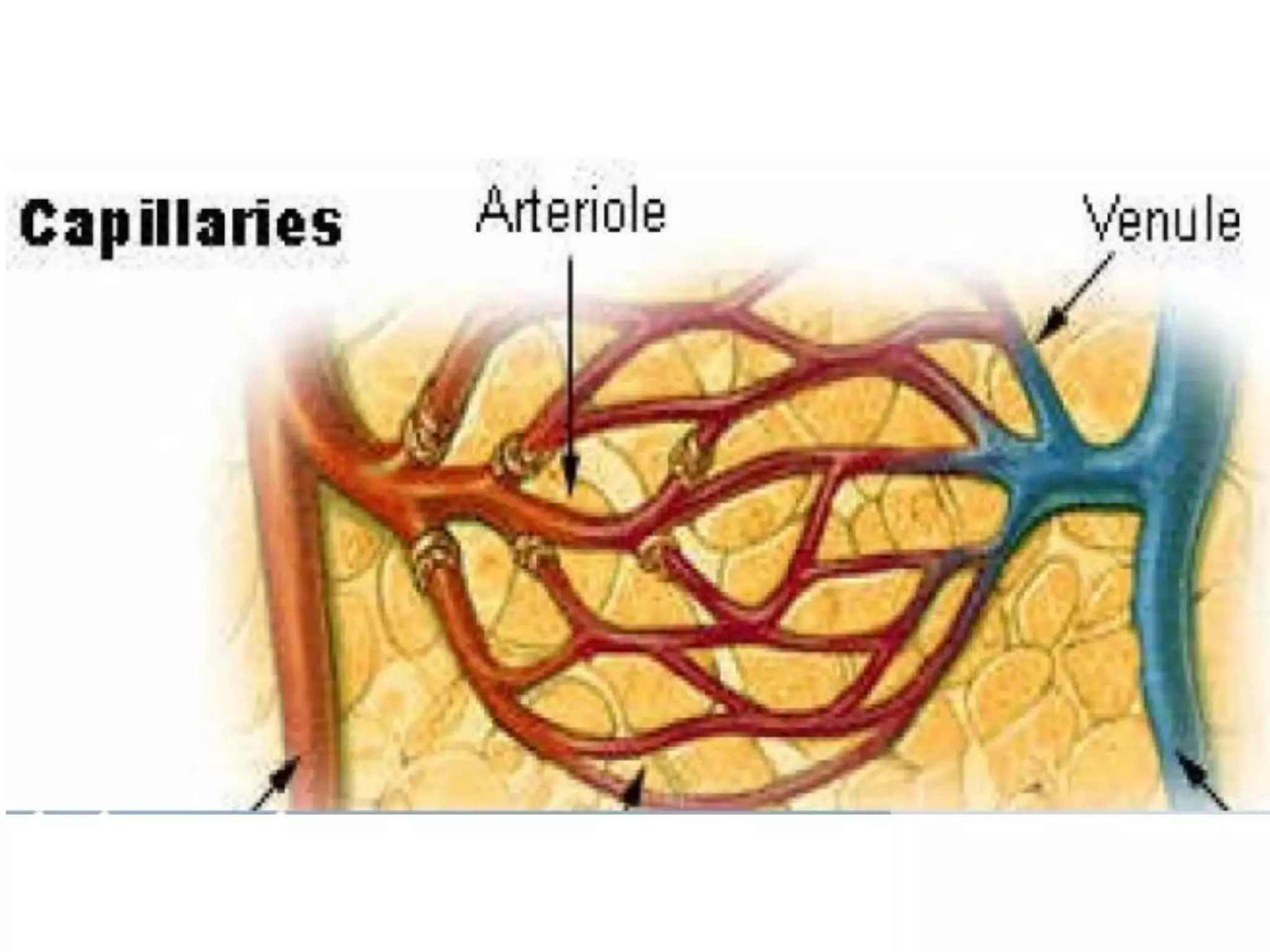 BLOOD VESSELS ( artery- large &medium size.pdf