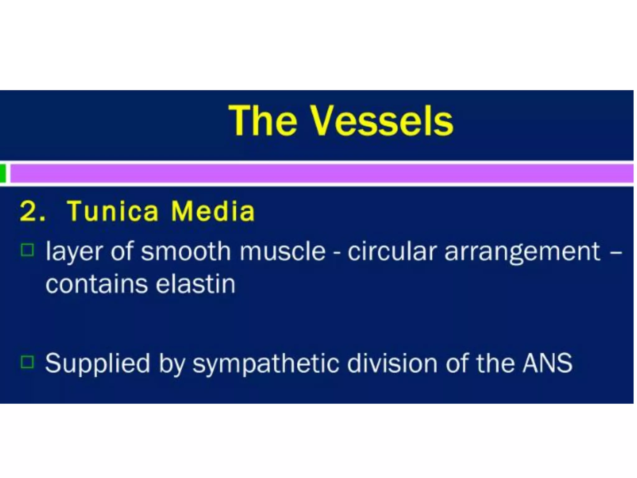 BLOOD VESSELS ( artery- large &medium size.pdf