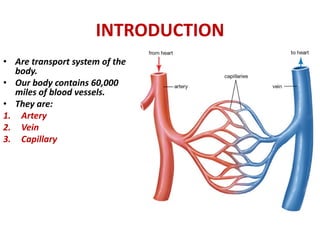 BLOOD VESSELS ( artery- large &medium size.pdf