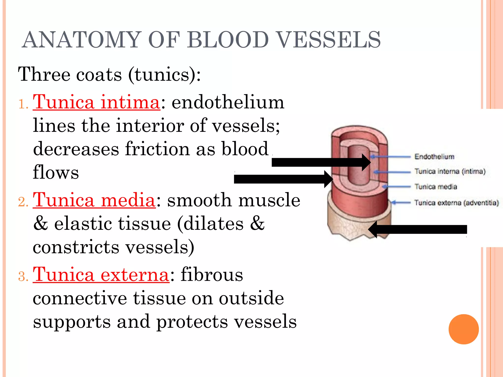 Anatomy & Physiology Lecture Notes - Blood vessels & circulation | PPT