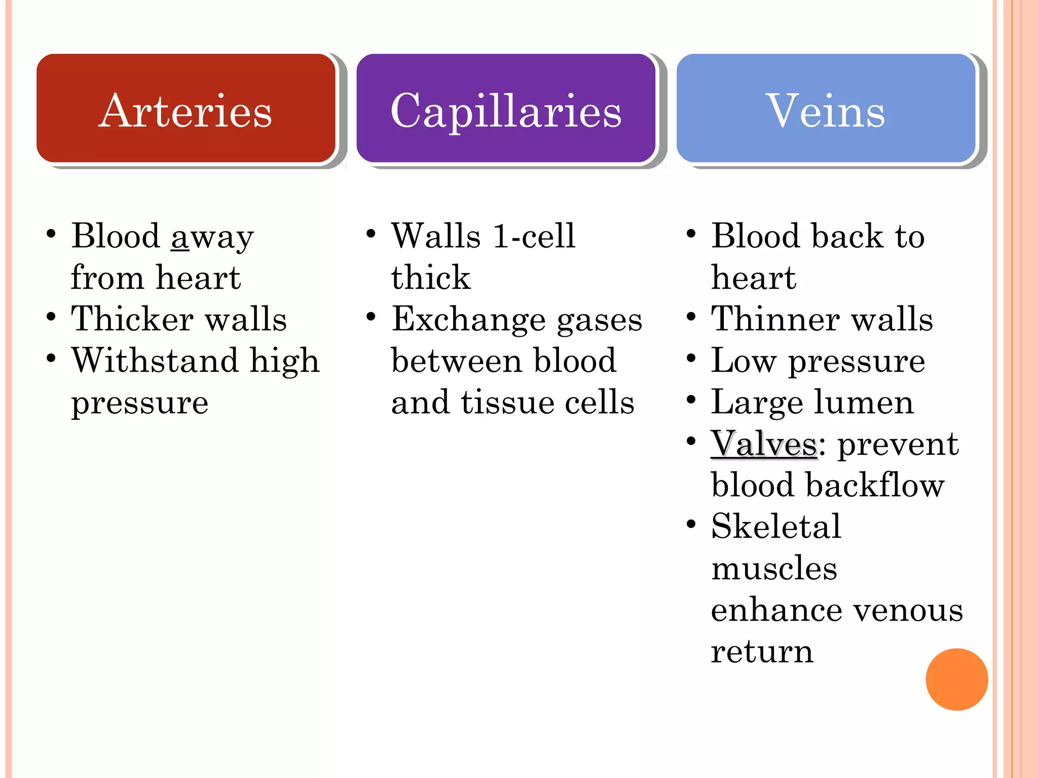 Anatomy & Physiology Lecture Notes - Blood vessels & circulation | PPT