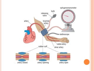 Anatomy & Physiology Lecture Notes - Blood vessels & circulation | PPT