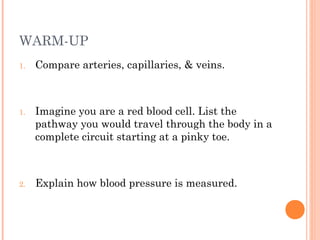 Anatomy & Physiology Lecture Notes - Blood vessels & circulation | PPT