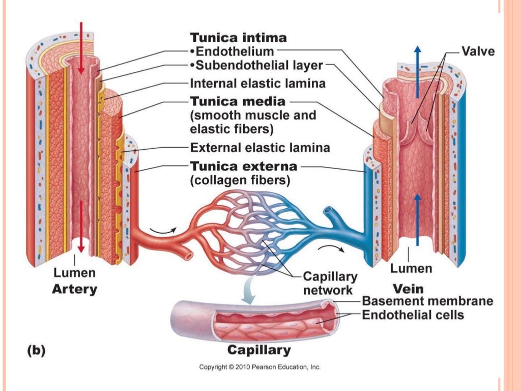 Anatomy & Physiology Lecture Notes - Blood vessels & circulation
