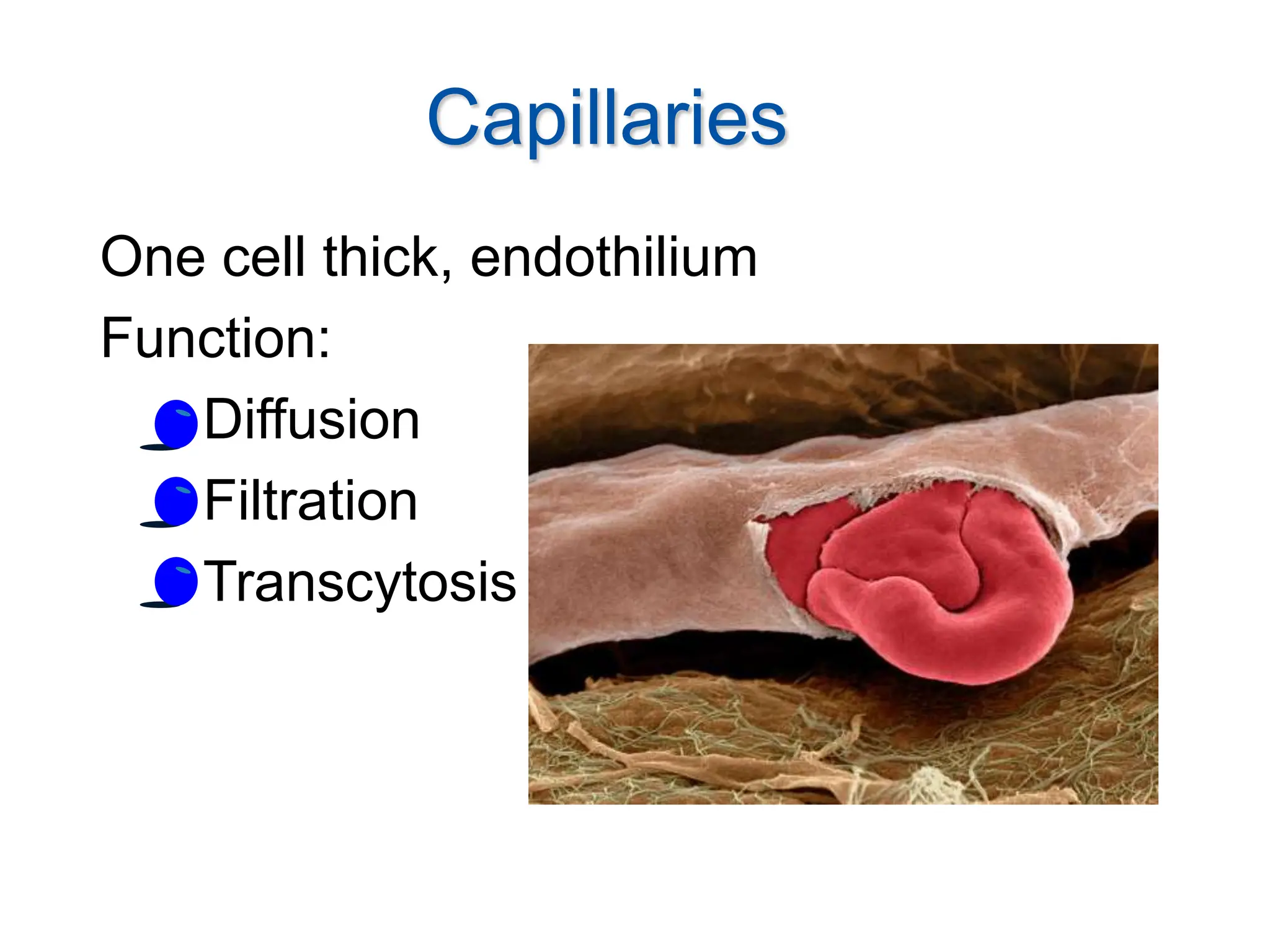 Human Blood Vessels Anatomy Review pptxs | PPT