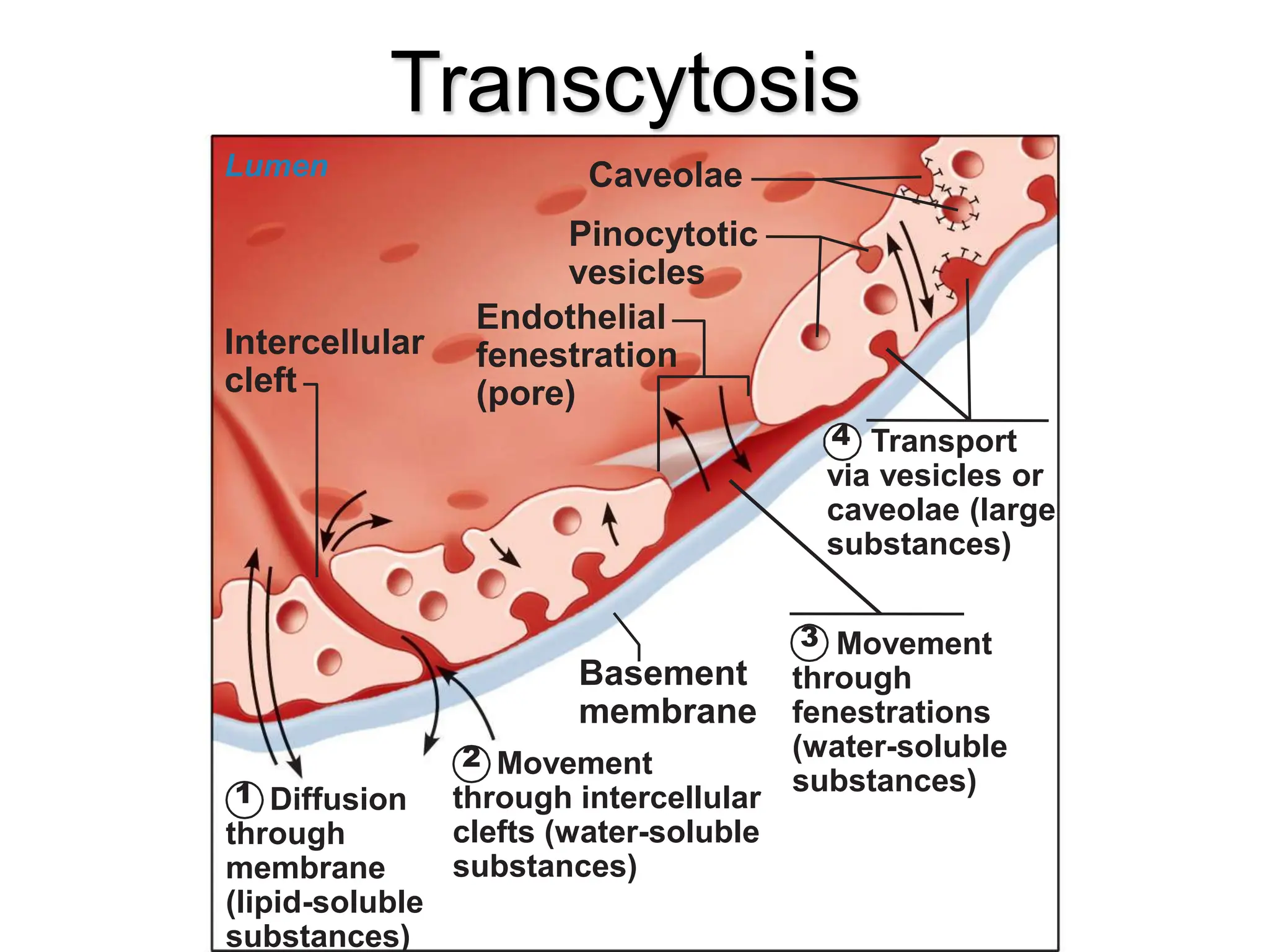 Human Blood Vessels Anatomy Review pptxs | PPT