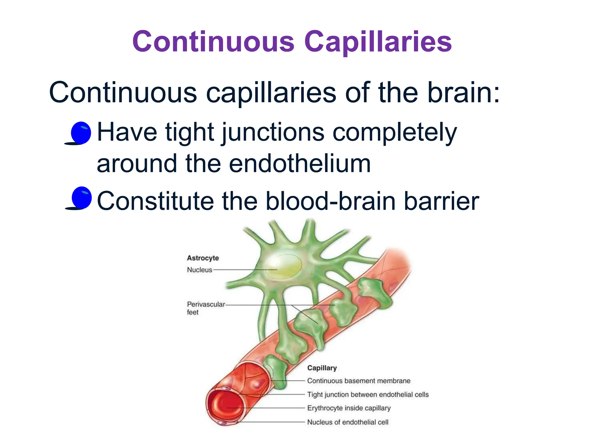 Human Blood Vessels Anatomy Review pptxs | PPT