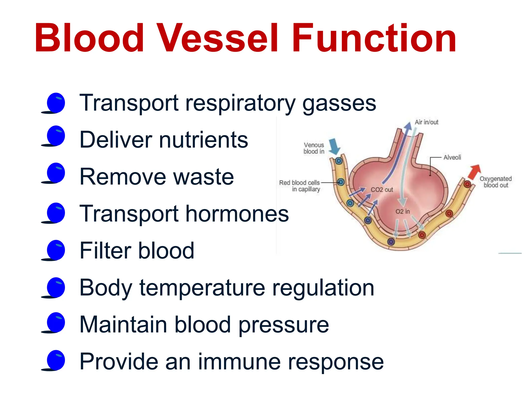Human Blood Vessels Anatomy Review pptxs | PPT