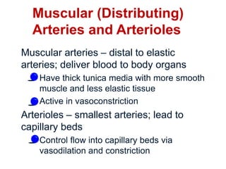 Human Blood Vessels Anatomy Review pptxs | PPT