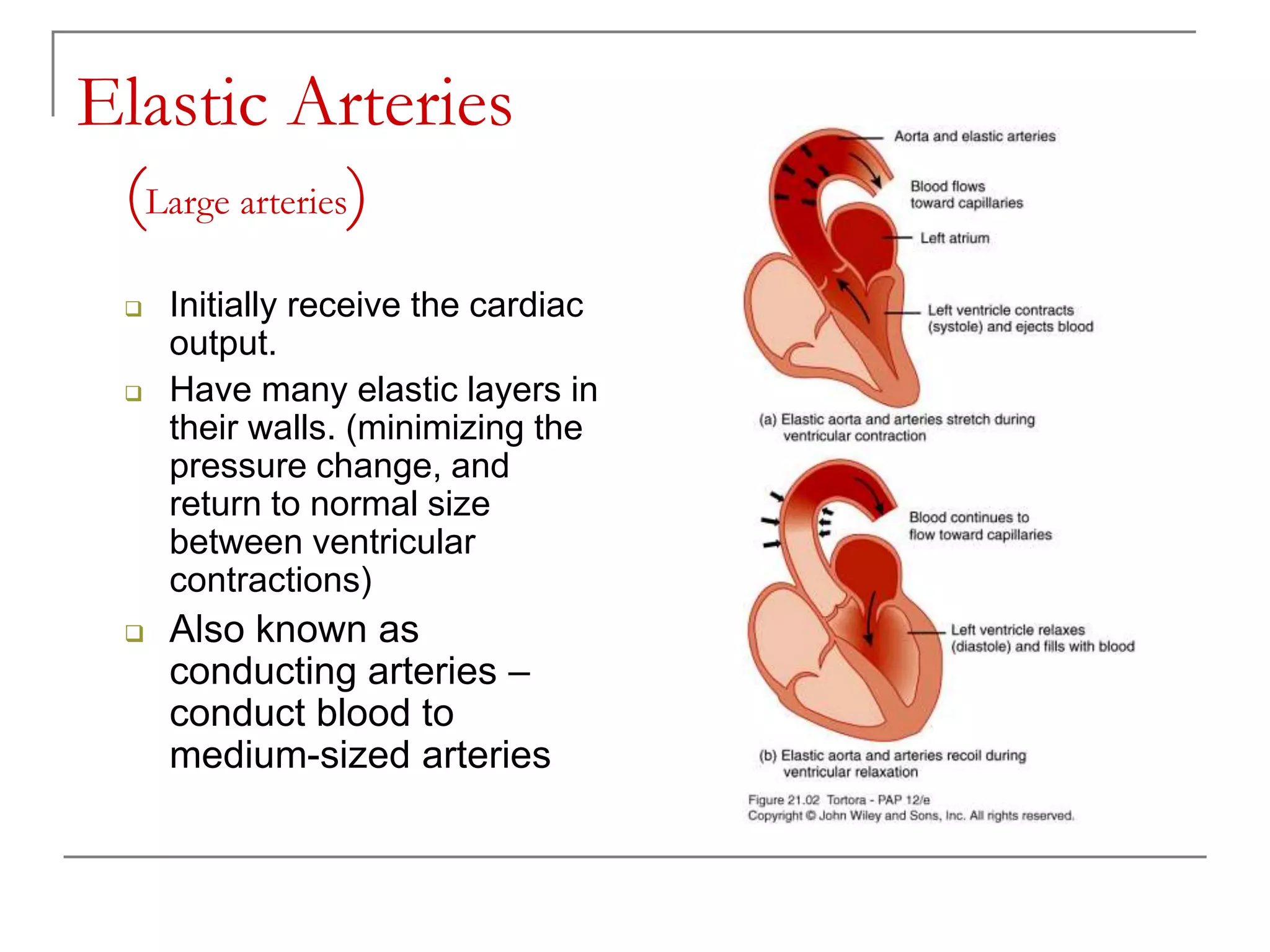 Blood Vessels general anatomy | PPT