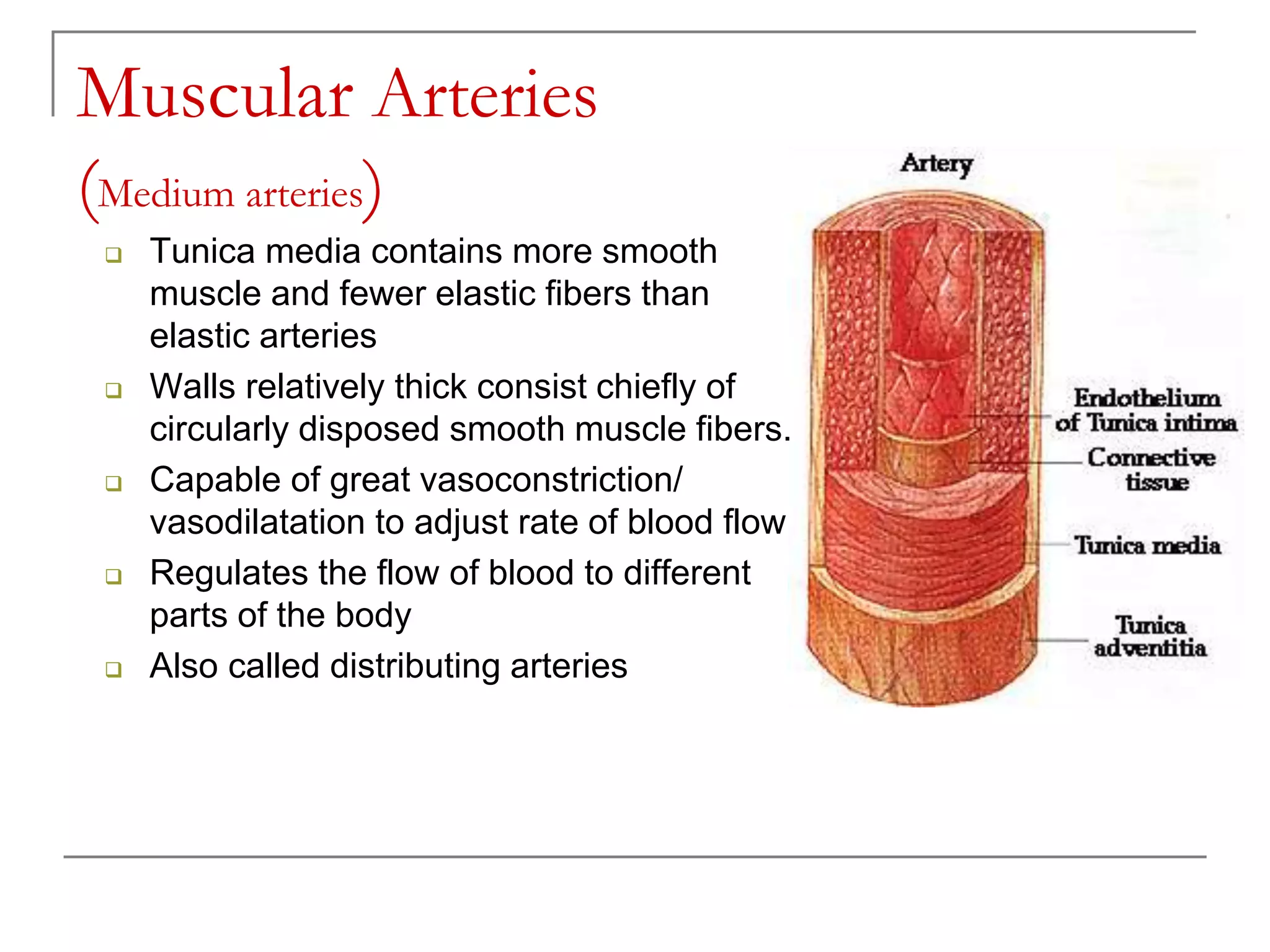 Blood Vessels general anatomy | PPT