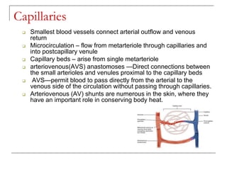 Blood Vessels general anatomy | PPT