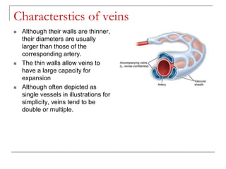 Blood Vessels general anatomy | PPT