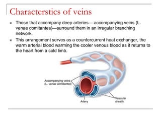 Blood Vessels general anatomy | PPT