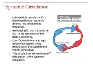Blood Vessels general anatomy | PPT