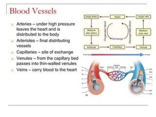 Blood Vessels general anatomy | PPT